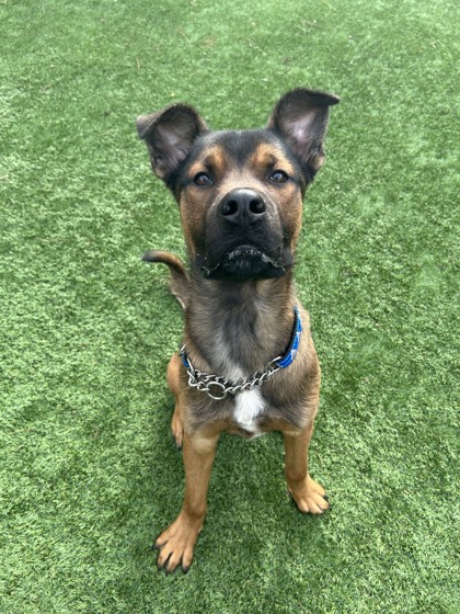 Dogs | Humane Society of Kitchener Waterloo & Stratford Perth