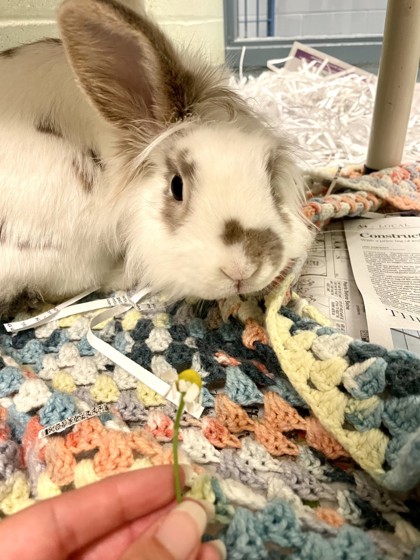 Small Animals - The Humane Society