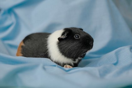 Small Animals - The Humane Society