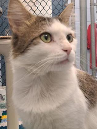 Cats | Humane Society of Kitchener Waterloo & Stratford Perth