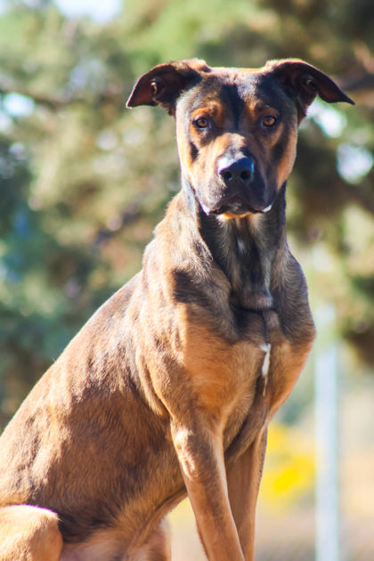 Rhodesian Ridgeback German Shepherd Boxer Mix