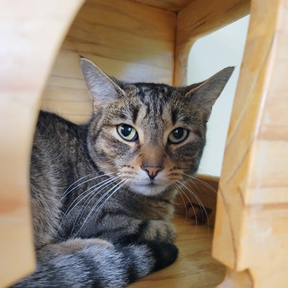 Collingwood area adoptable cats | Georgian Triangle Humane Society