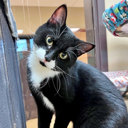 Collingwood area adoptable cats | Georgian Triangle Humane Society