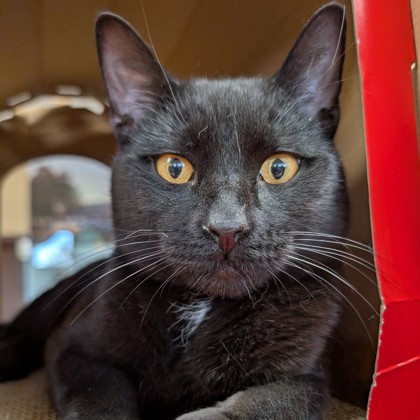 Collingwood area adoptable cats | Georgian Triangle Humane Society