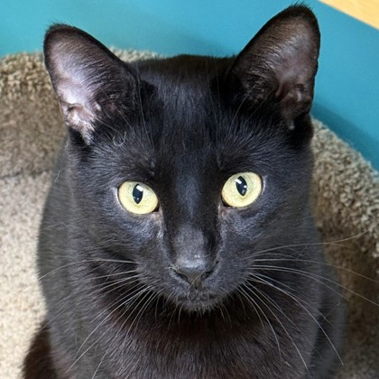 Collingwood area adoptable cats | Georgian Triangle Humane Society