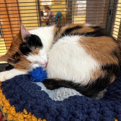 Collingwood area adoptable cats | Georgian Triangle Humane Society