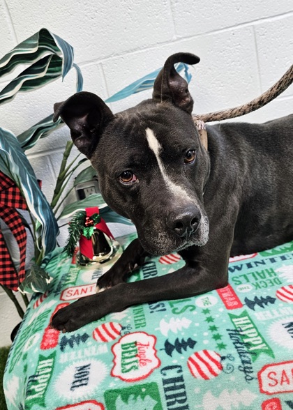 24Petconnect: Lost, Found, and Adoptable Animals