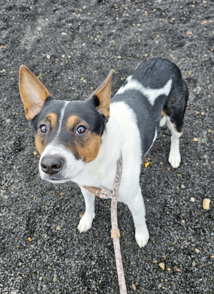 24Petconnect: Lost, Found, and Adoptable Animals