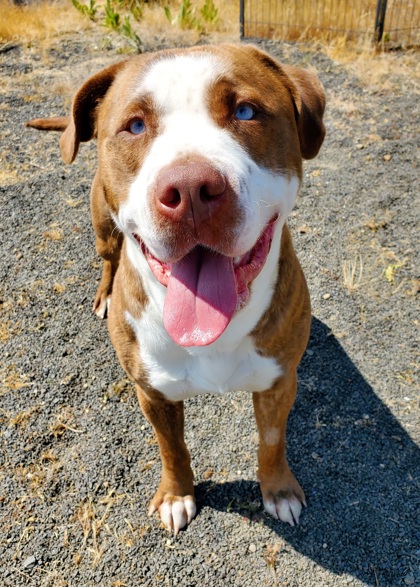 24Petconnect: Lost, Found, and Adoptable Animals