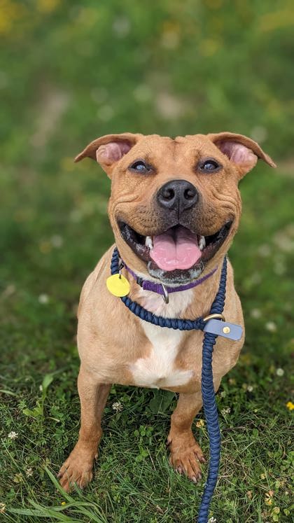 24Petconnect: Lost, Found, and Adoptable Animals