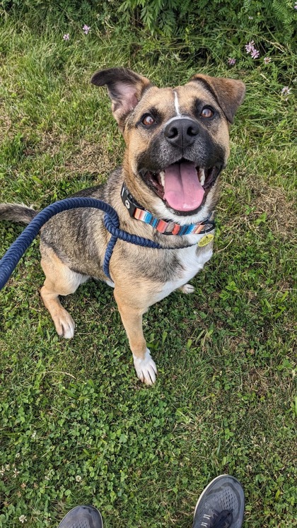 24Petconnect: Lost, Found, and Adoptable Animals