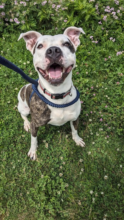 24Petconnect: Lost, Found, and Adoptable Animals