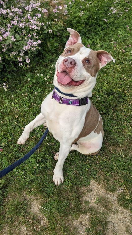 24Petconnect: Lost, Found, and Adoptable Animals