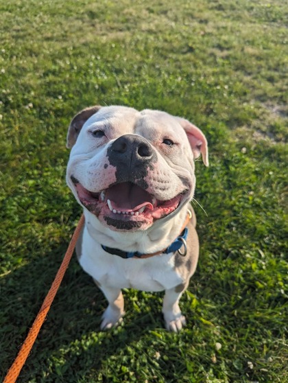 24Petconnect: Lost, Found, and Adoptable Animals