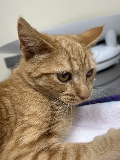 Red Tabby Cats For Adoption