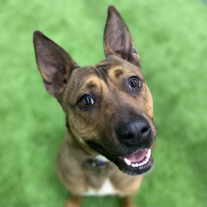 Dogs to Adopt | Fetching Tails Foundation