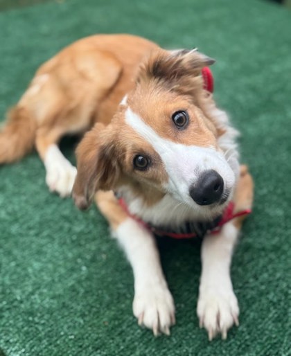 Emerie | Fetching Tails Foundation