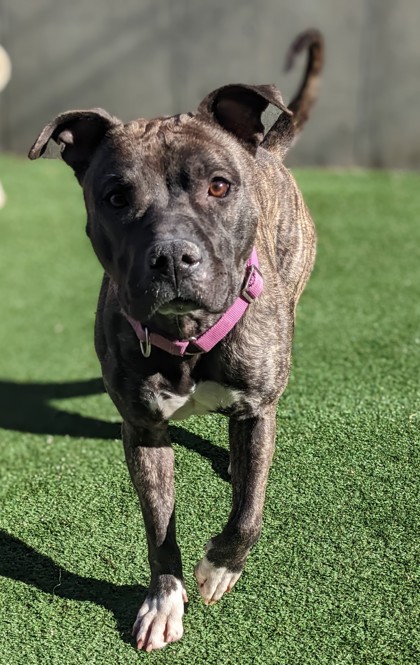 24Petconnect: Lost, Found, and Adoptable Animals