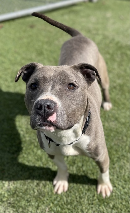 24Petconnect: Lost, Found, and Adoptable Animals
