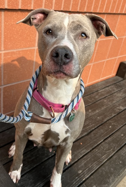 24Petconnect: Lost, Found, and Adoptable Animals