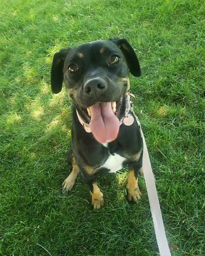 24Petconnect: Lost, Found, and Adoptable Animals