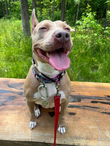 24Petconnect: Lost, Found, and Adoptable Animals