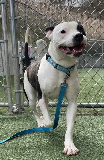 24Petconnect: Lost, Found, and Adoptable Animals