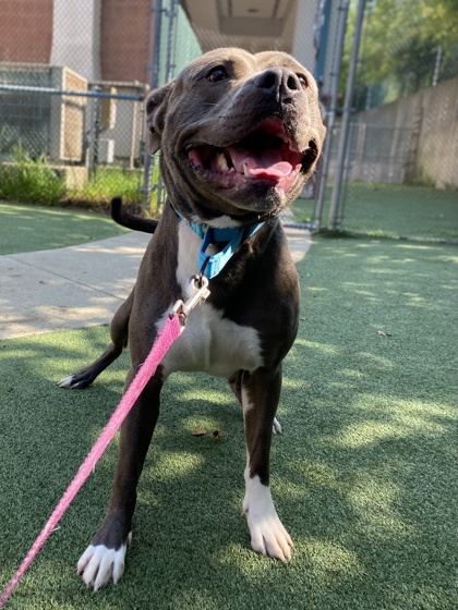 24Petconnect: Lost, Found, and Adoptable Animals