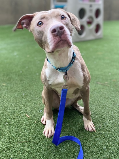 24Petconnect: Lost, Found, and Adoptable Animals