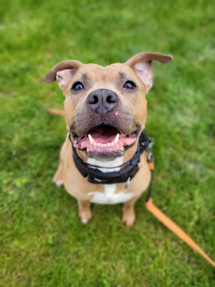 24Petconnect: Lost, Found, and Adoptable Animals