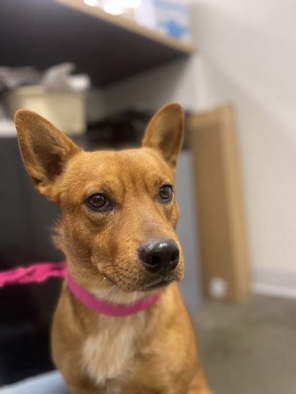 Lost Doge Twinkie