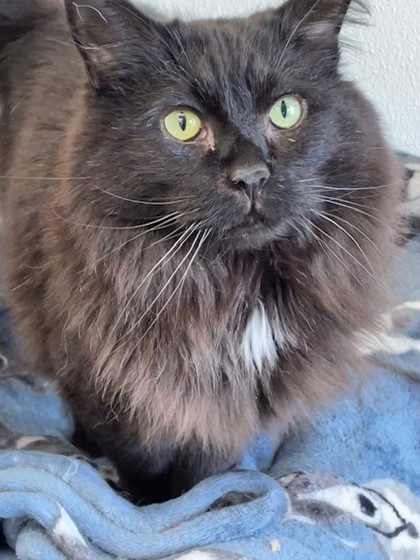 Adoptable Animals – Northwoods Humane Society