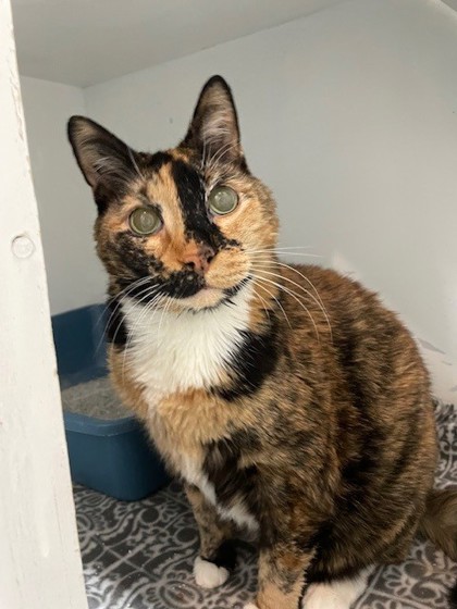 Adoptable Animals – Northwoods Humane Society