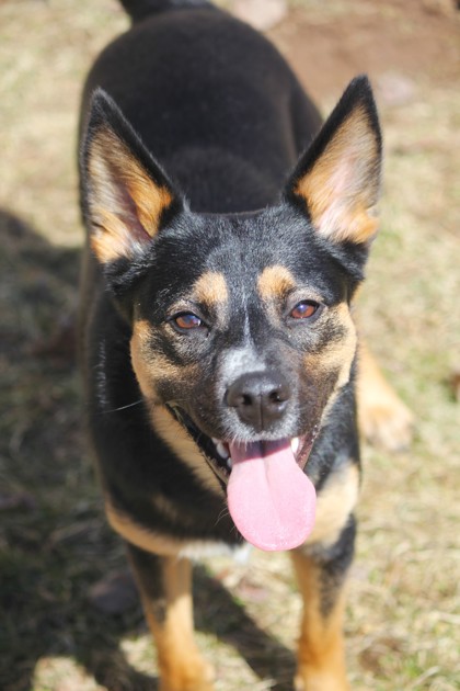 Adoptable Animals – Northwoods Humane Society