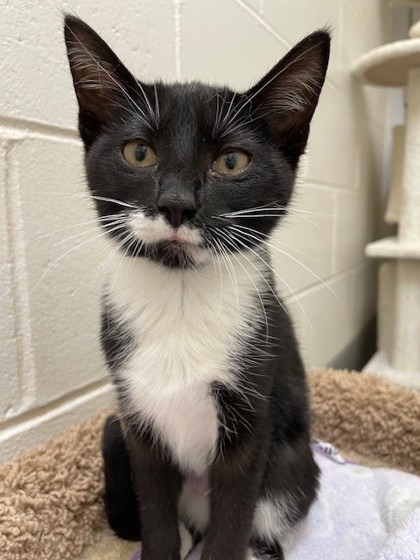 Adoptable Animals – Northwoods Humane Society