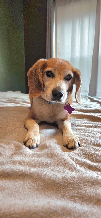 Adoptable Animals – Northwoods Humane Society