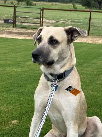 Adoptable Animals – Northwoods Humane Society