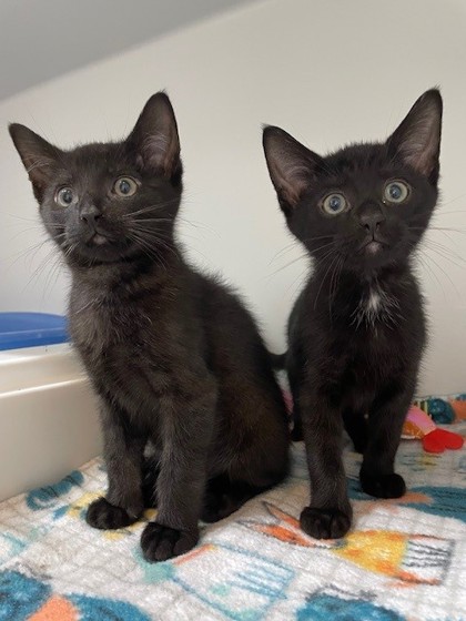 Adoptable Animals – Northwoods Humane Society