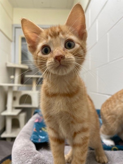 Adoptable Animals – Northwoods Humane Society
