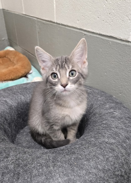 Adoptable Animals – Northwoods Humane Society