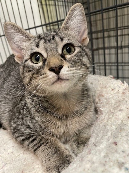 Adoptable Animals – Northwoods Humane Society
