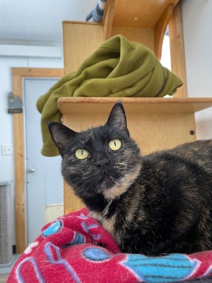 Adoptable Animals – Northwoods Humane Society