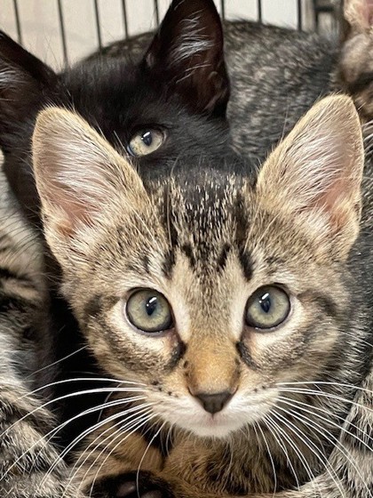 Adoptable Animals – Northwoods Humane Society