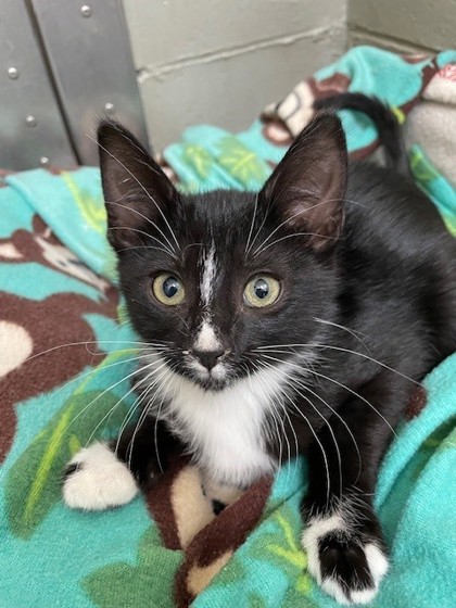Adoptable Animals – Northwoods Humane Society