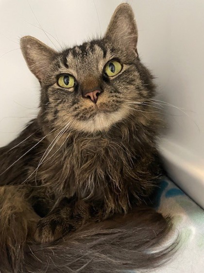 Adoptable Animals – Northwoods Humane Society