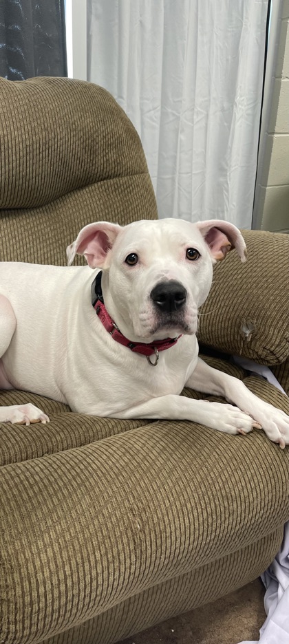 24Petconnect: Lost, Found, and Adoptable Animals