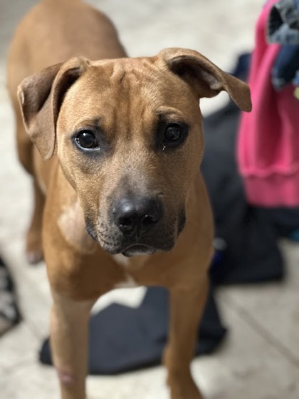 24Petconnect: Lost, Found, and Adoptable Animals