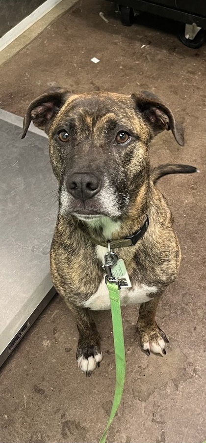 24Petconnect: Lost, Found, and Adoptable Animals