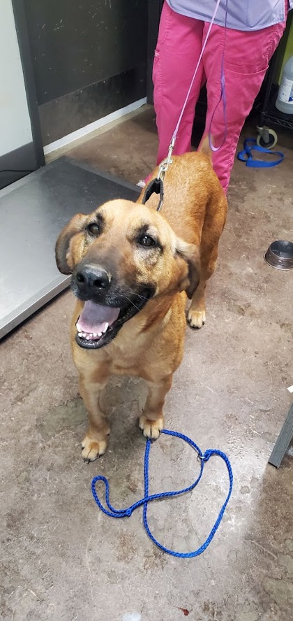 24Petconnect: Lost, Found, and Adoptable Animals