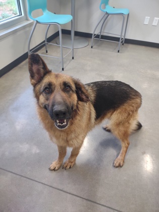 24Petconnect: Lost, Found, and Adoptable Animals